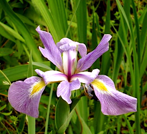 The most beautiful blue and red iris flower photo show :: Flowers Photo Gallery